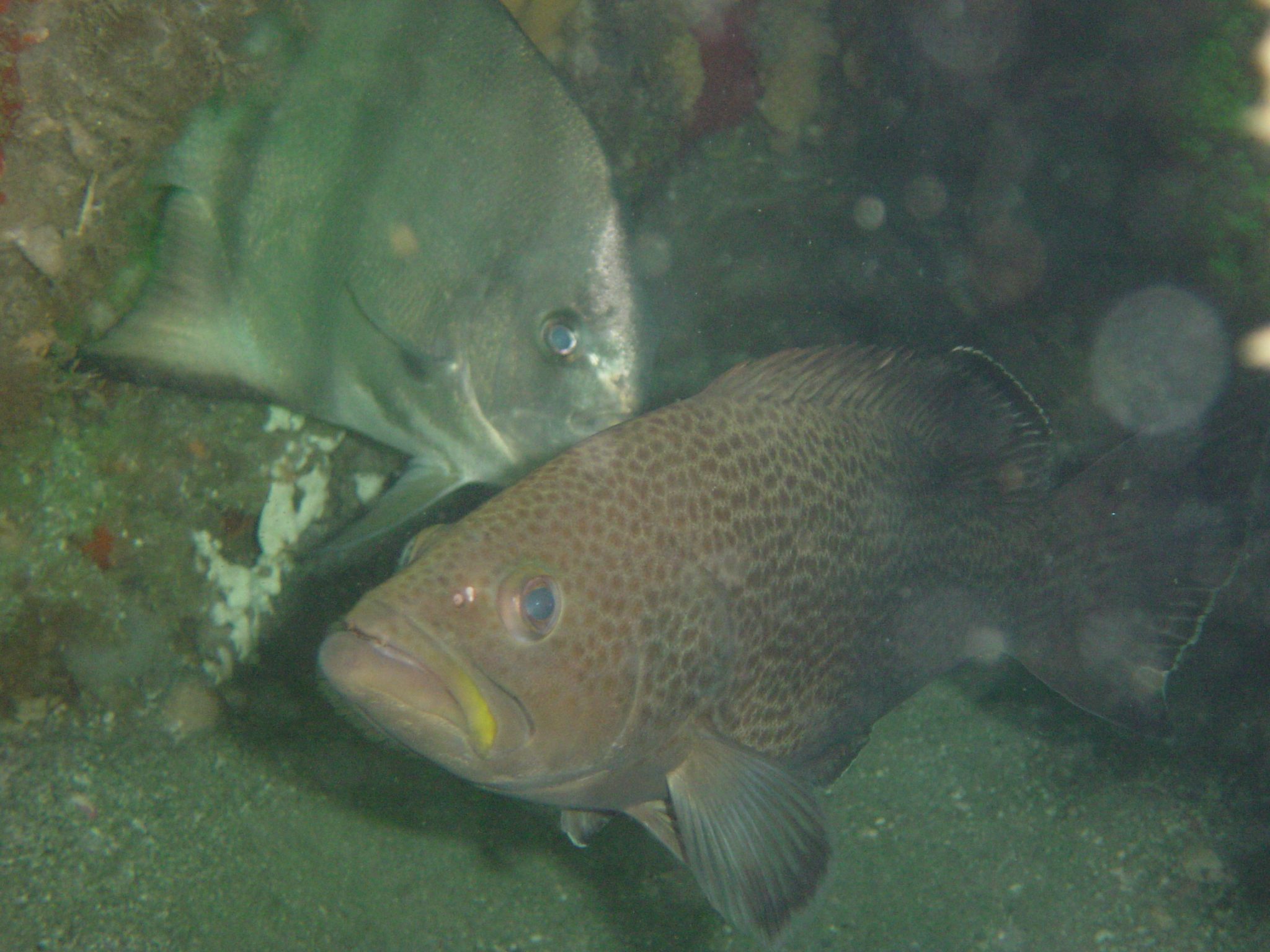 All About Groupers – Groupers Unlimited